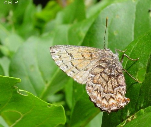 Eastern Pine Elfin Callophrys niphon