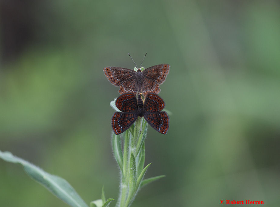 Northern Metalmark Calephelis borealis