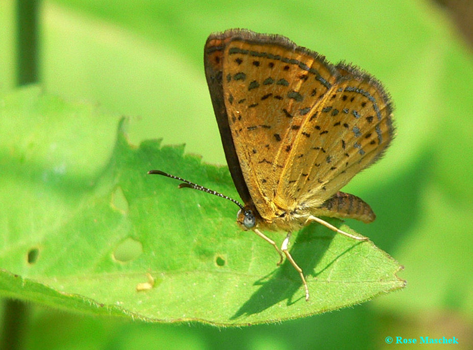 Northern Metalmark Calephelis borealis