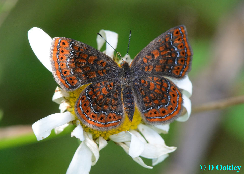 Northern Metalmark Calephelis borealis