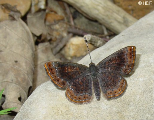 Northern Metalmark Calephelis borealis