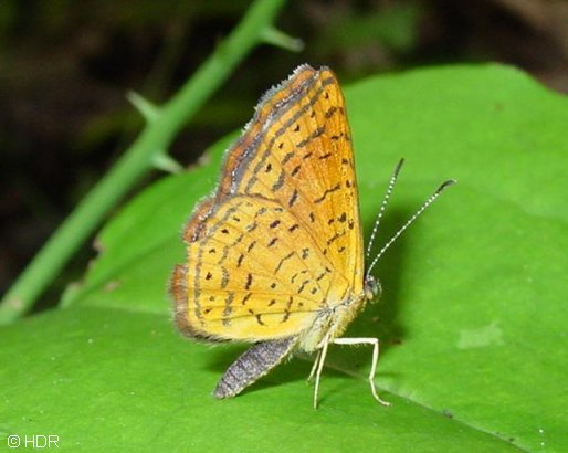 Northern Metalmark Calephelis borealis