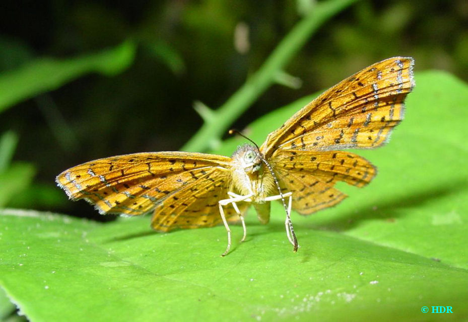 Northern Metalmark Calephelis borealis
