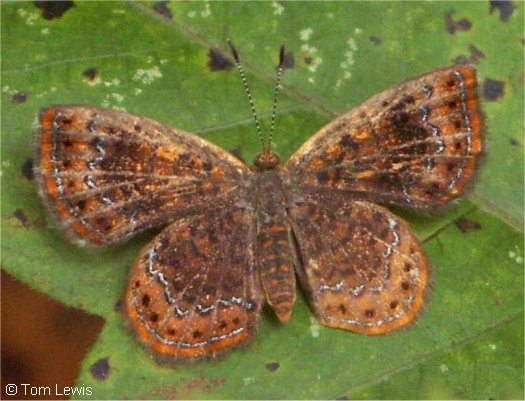 Northern Metalmark Calephelis borealis