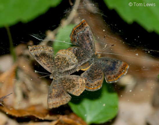 Northern Metalmark Calephelis borealis