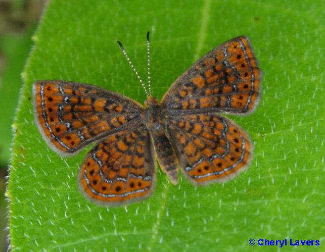 Northern Metalmark Calephelis borealis
