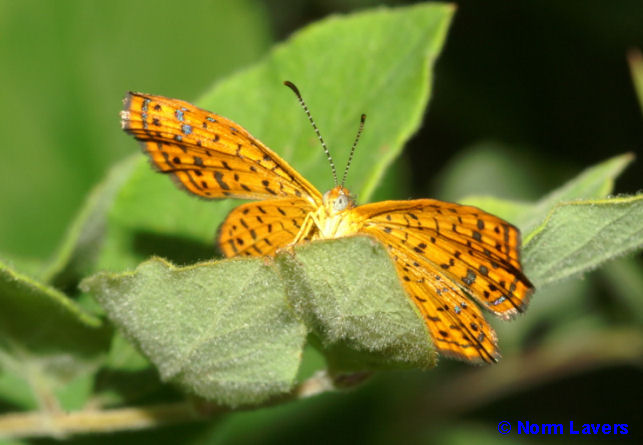 Northern Metalmark Calephelis borealis