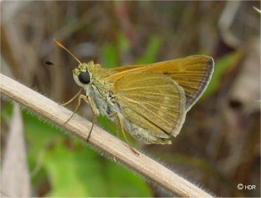 Crossline Skipper Polites origenes