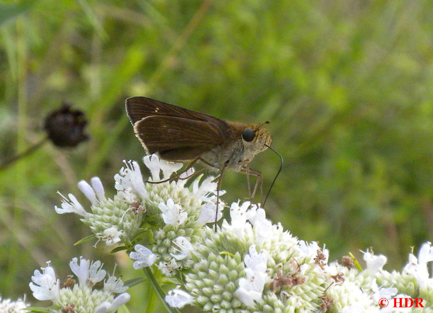 Ocola Skipper Panoquina ocola