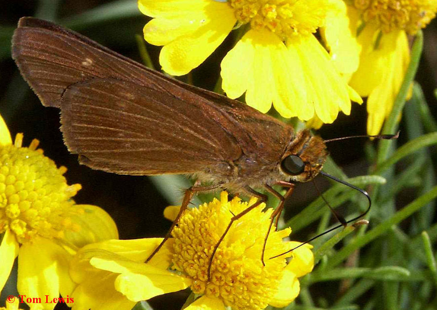Ocola Skipper Panoquina ocola
