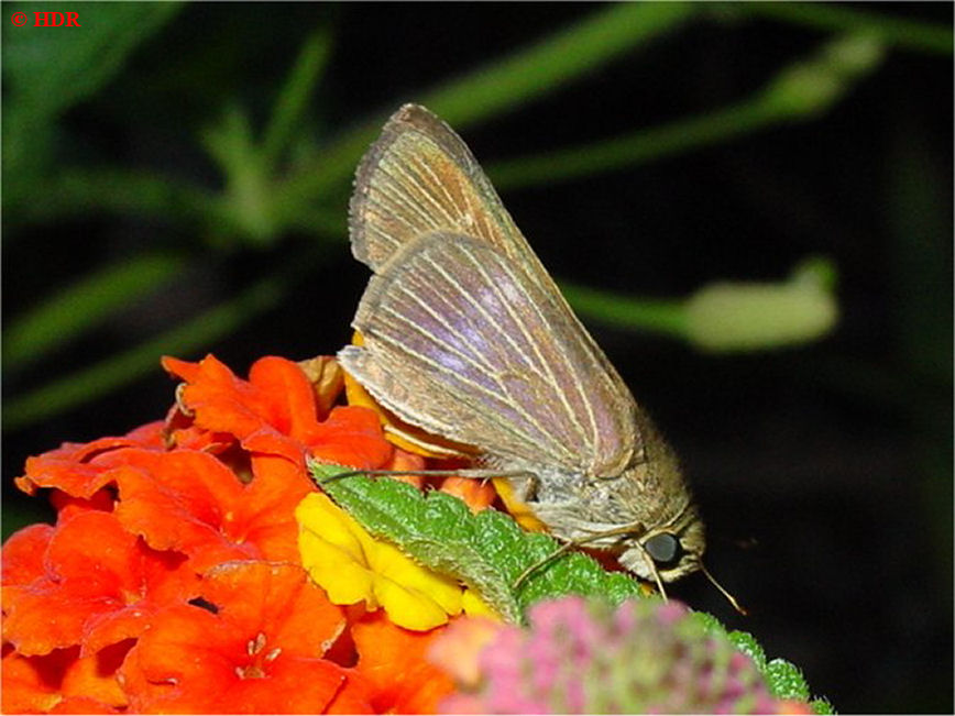 Ocola Skipper Panoquina ocola