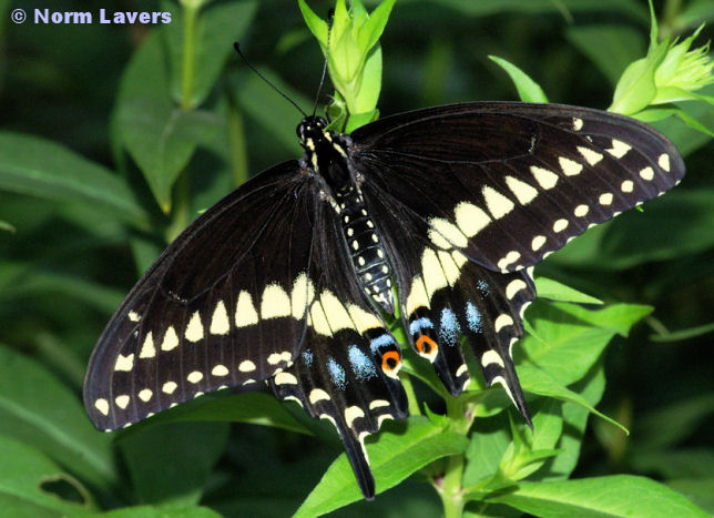 Black Swallowtail