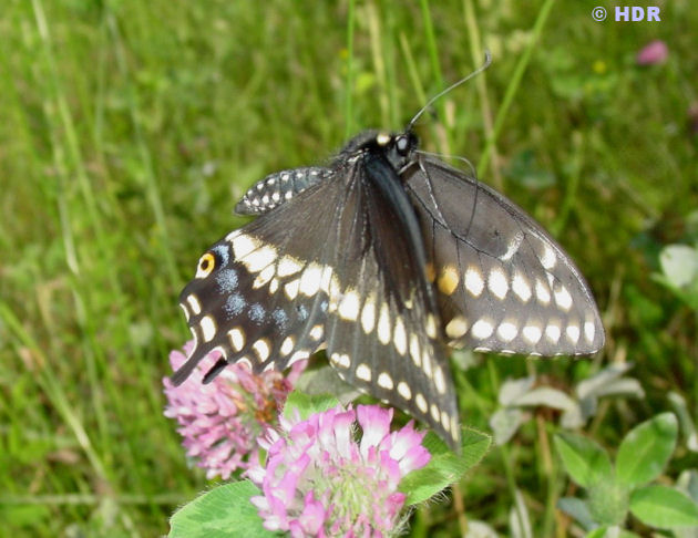 Black Swallowtail