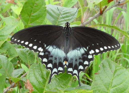 Spicebush Swallowtail Papilio troilus
