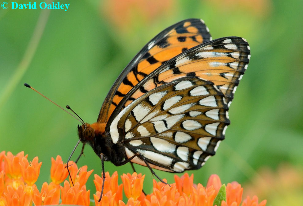 Regal fritillary - Alchetron, The Free Social Encyclopedia