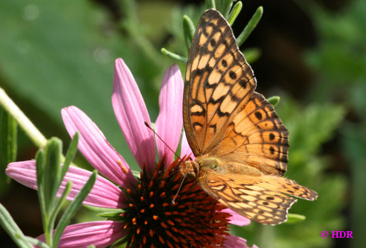 Variegated Fritillary Euptoieta claudia