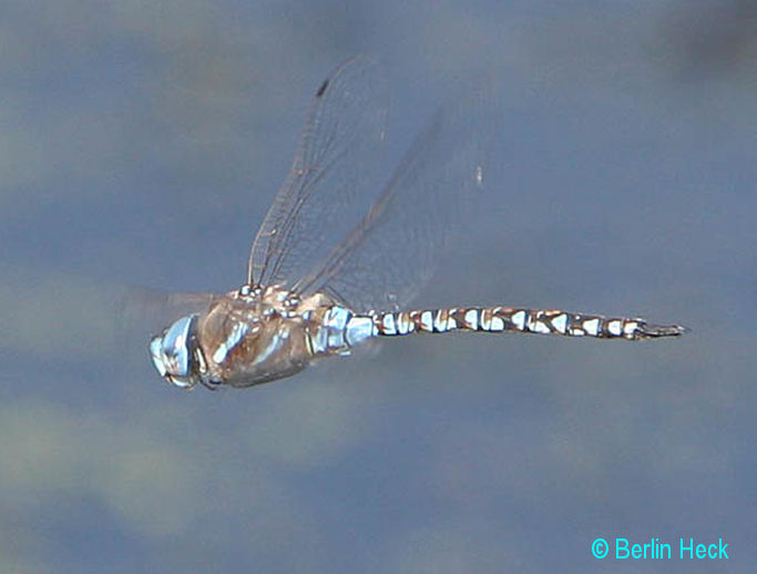 Blue-eyed Darner page