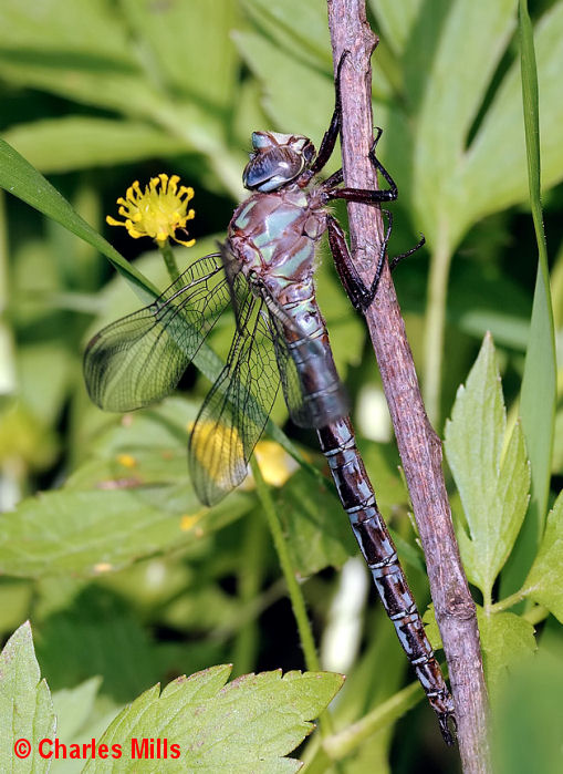 Cyrano Darner Nasiaeschna pentacantha