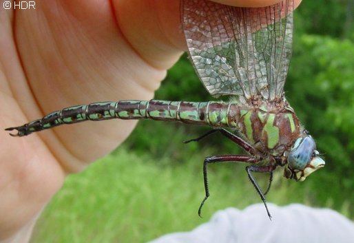 Cyrano Darner Nasiaeschna pentacantha