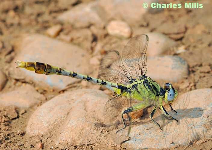 Stillwater Clubtail Arigomphus lentulus