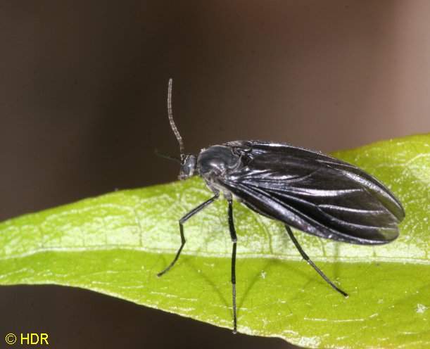 Fungus gnat page