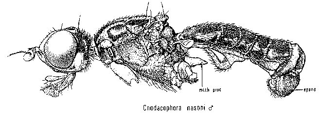 Key to the Micropezidae