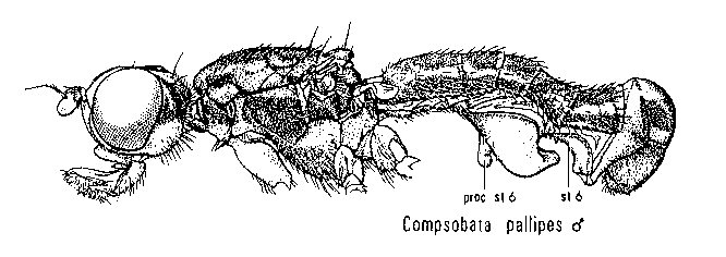 Key to the Micropezidae