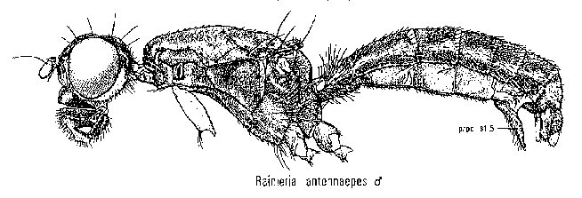 Key to the Micropezidae