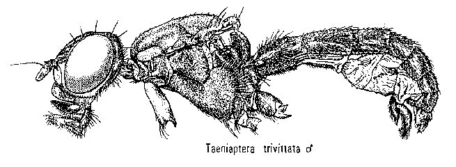 Key to the Micropezidae