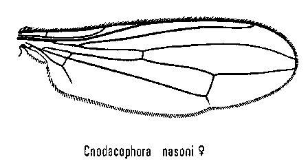 Key to the Micropezidae