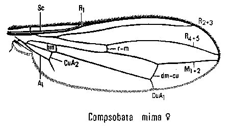 Key to the Micropezidae