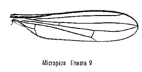 Key to the Micropezidae