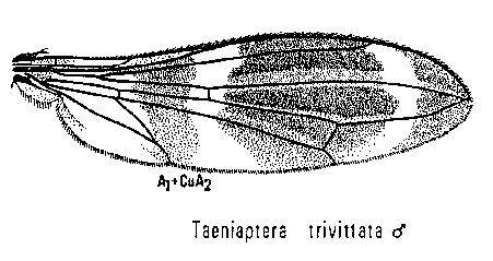 Key to the Micropezidae