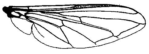 Key to the Syrphid Flies of the east