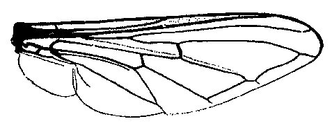 Key to the Syrphid Flies of the east