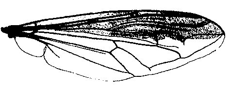 Key to the Syrphid Flies of the east