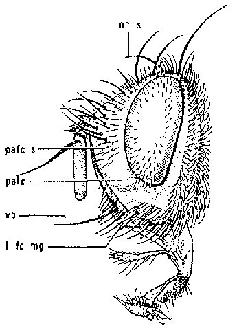 Tachinid key first page