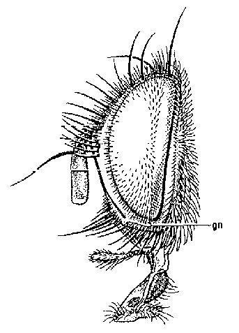 Tachinid key first page