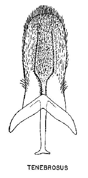 Subgroup Anoplius species