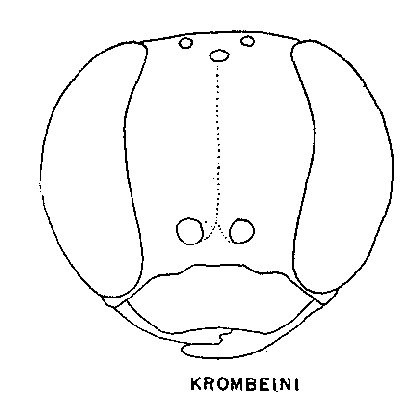 Subgroup Anoplius species