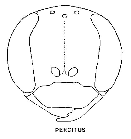 Subgroup Anoplius species
