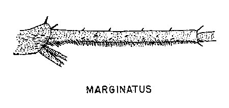 Subgroup Anoplius species