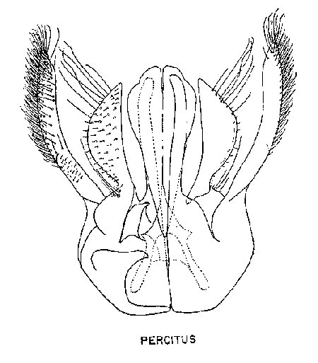 Subgroup Anoplius species