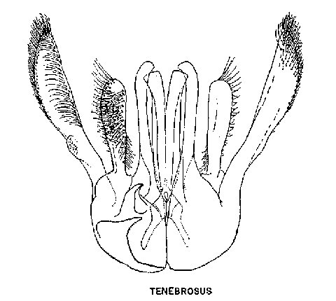 Subgroup Anoplius species