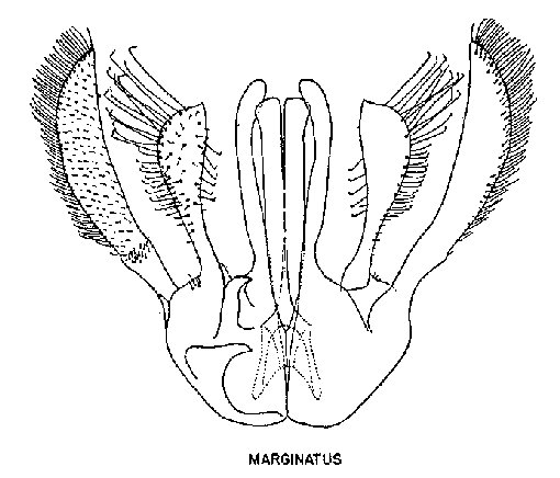 Subgroup Anoplius species