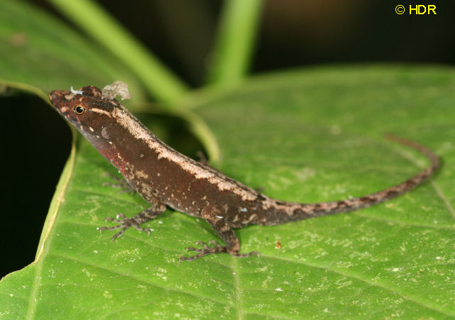 Central American Reptiles and Amphibians