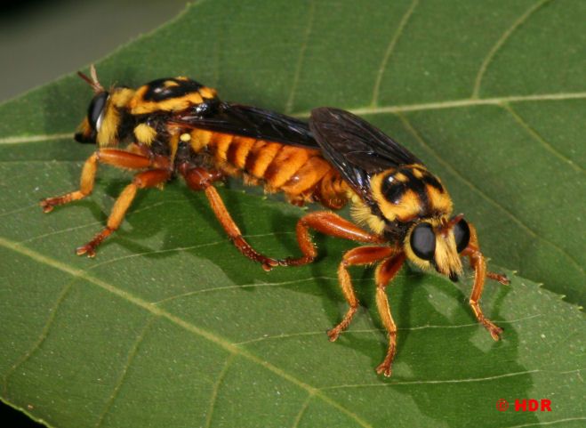 Laphria saffrana